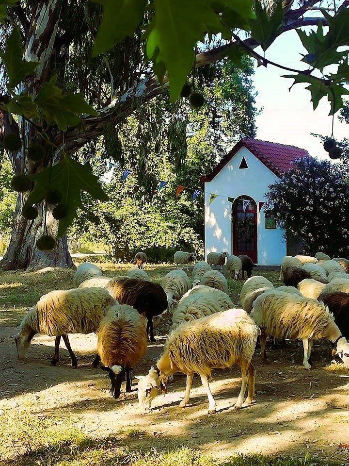 Πρόβατα και Κατσίκες στον Αρεβίτη